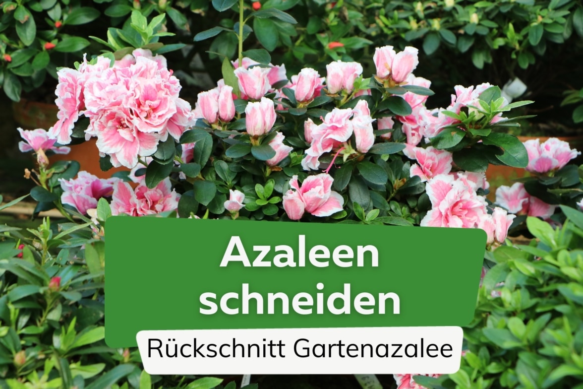 Azaleen schneiden: so gelingt der Rückschnitt einer Gartenazalee