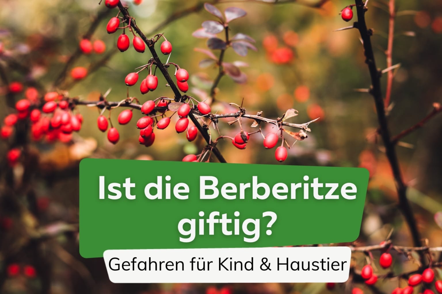 Ist die Berberitze giftig? Gefahren für Kinder, Hunde und Katzen