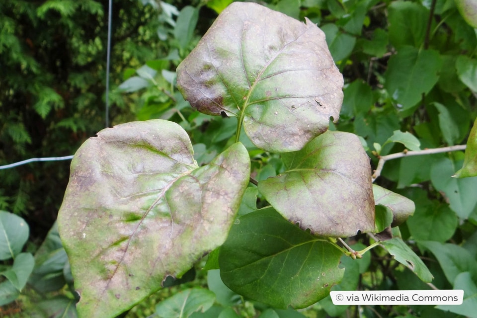 10 Flieder-/Sommerflieder-Krankheiten an Stamm, Blättern und Blüten