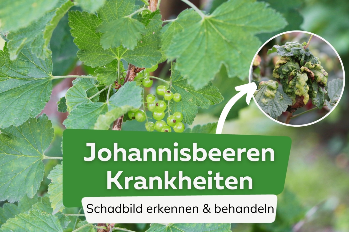 Johannisbeeren Braune Blatter