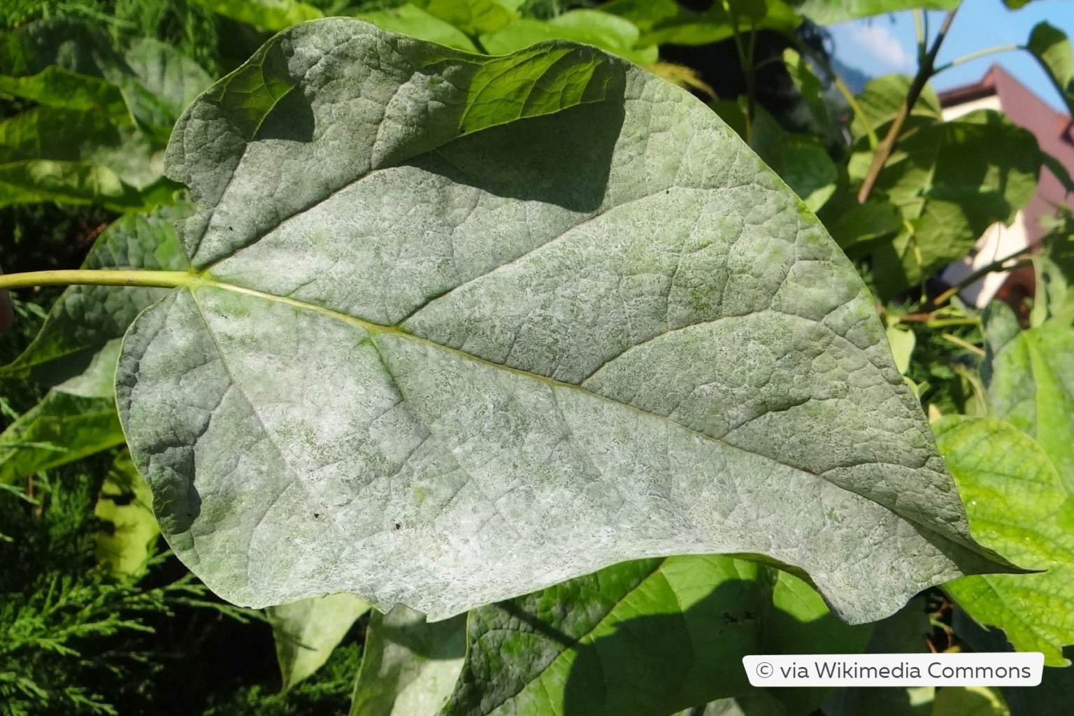 10 Flieder-/Sommerflieder-Krankheiten an Stamm, Blättern und Blüten