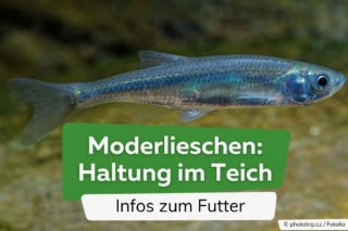 Moderlieschen: Haltung im Teich | Infos zum Futter