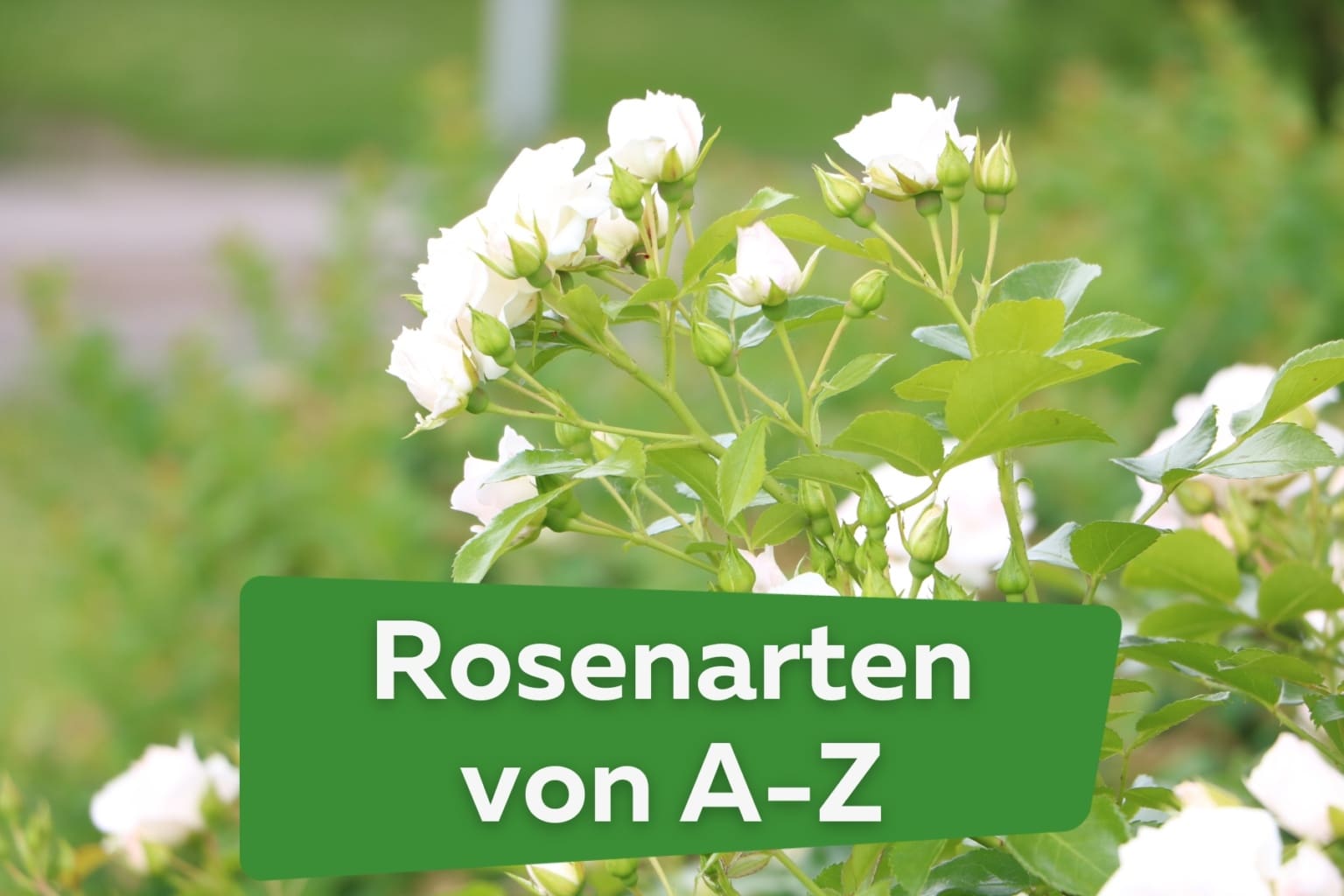 Rosenarten von A-Z | Liste mit 30 Rosensorten für den Garten