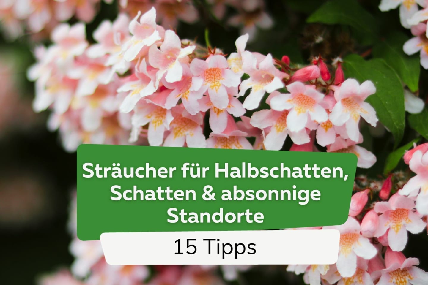 15 Sträucher für Halbschatten, Schatten und absonnige Standorte