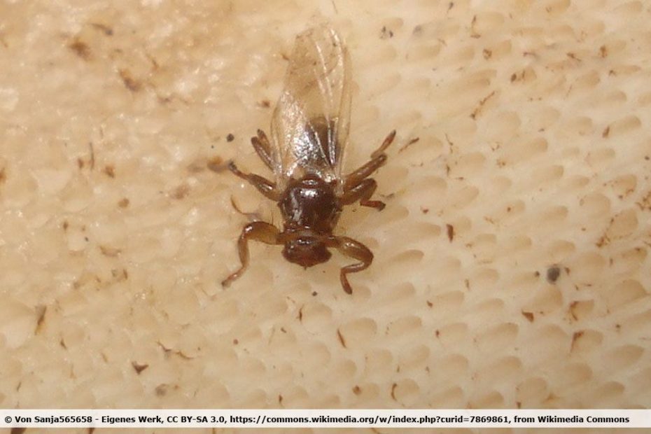 Gibt es zeckenähnliche Tiere: Käfer oder Insekten? | Zecken erkennen