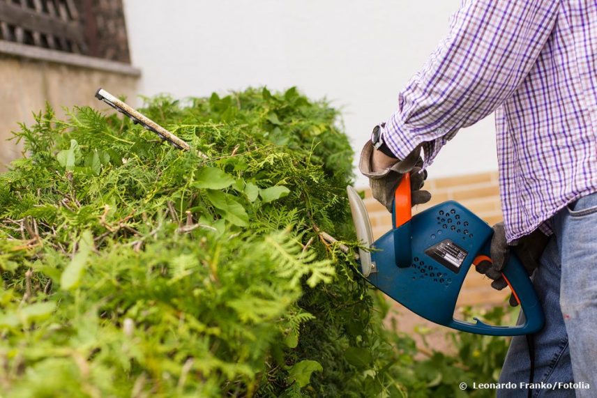 Thuja Hecke Zu Stark Geschnitten
