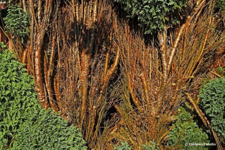 Thuja Hecke Zu Stark Geschnitten