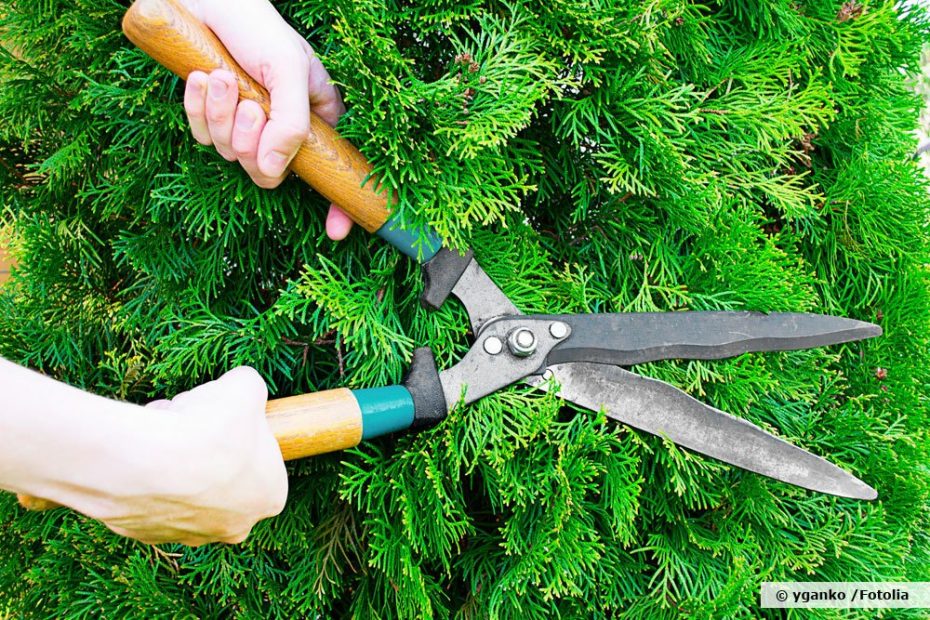 Thuja Hecke Zu Stark Geschnitten