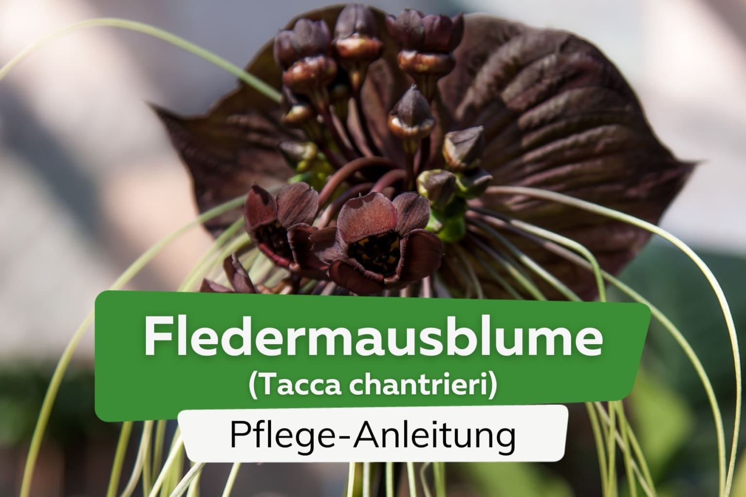 Fledermausblume | Pflege der Tacca chantrieri von A-Z