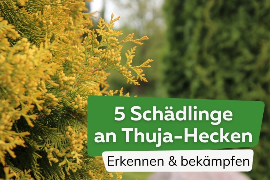 Wunderschöne Thujen Werden Gelb Bild
