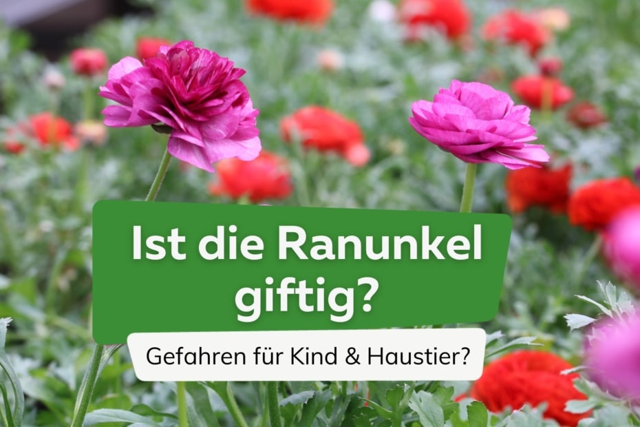 Ist die Ranunkel giftig? Gefahren für Kinder, Hunde und Katzen