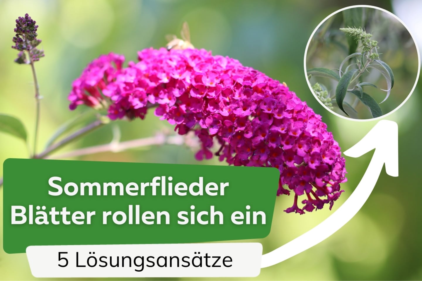 Flieder Blätter Rollen Sich Ein
