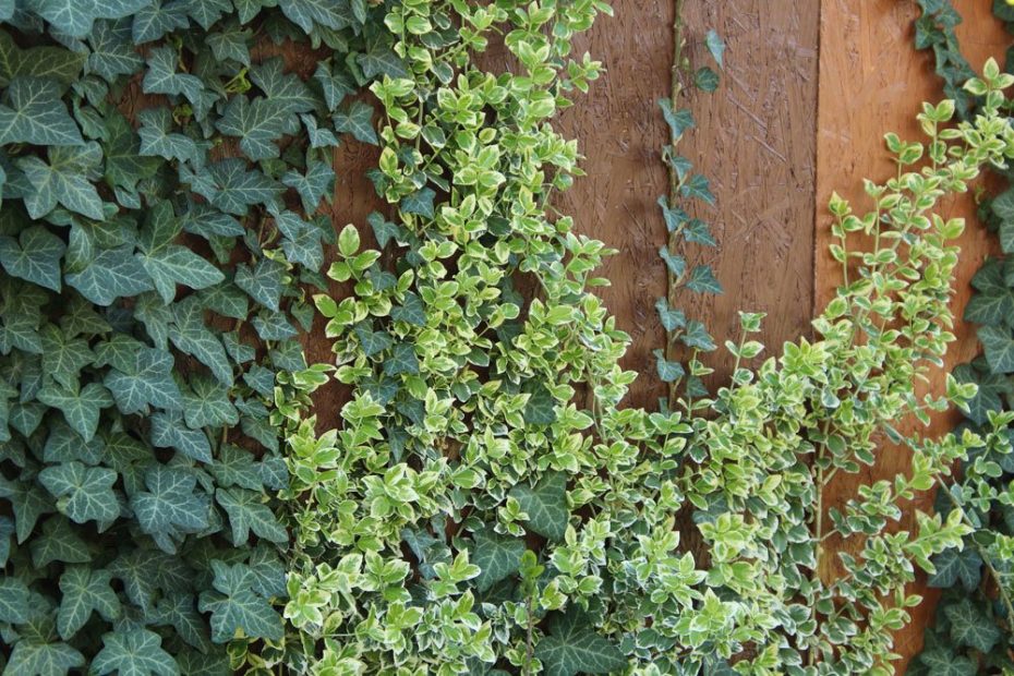 23 heimische Efeuarten | Winterharte Hedera Helix Sorten