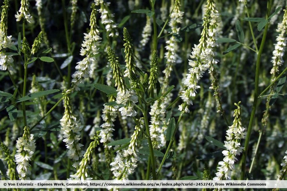 Kleearten bestimmen: Übersicht mit 15 Sorten | Bunter Klee
