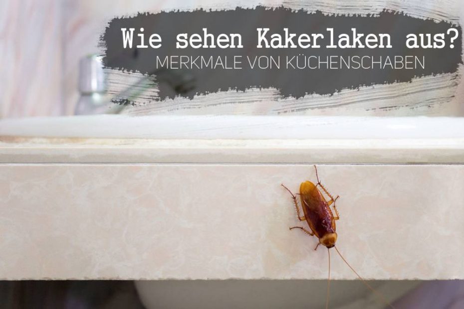 Wie sehen Kakerlaken/Küchenschaben aus? | Merkmale und Bilder