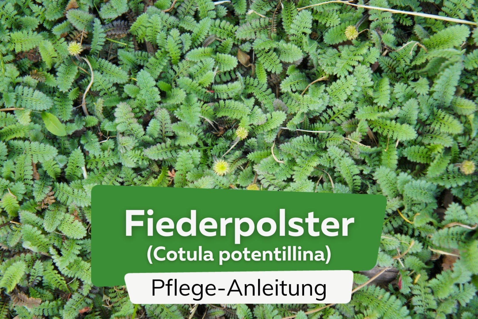 Fiederpolster Giftig Fur Hunde