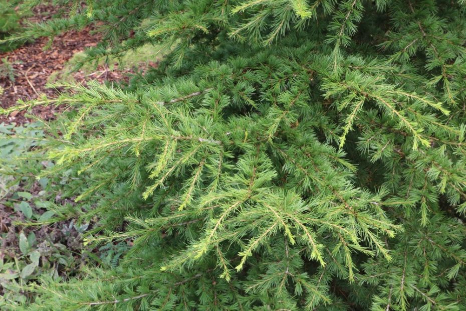 Zeder-Baum, Cedrus: Pflanzen und Pflege von A-Z