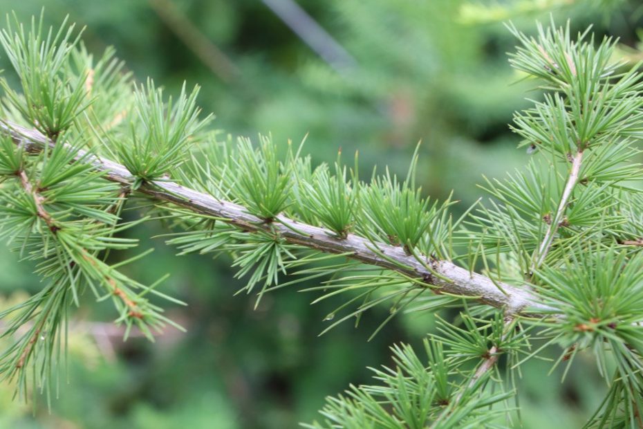 Zeder-Baum, Cedrus: Pflanzen und Pflege von A-Z