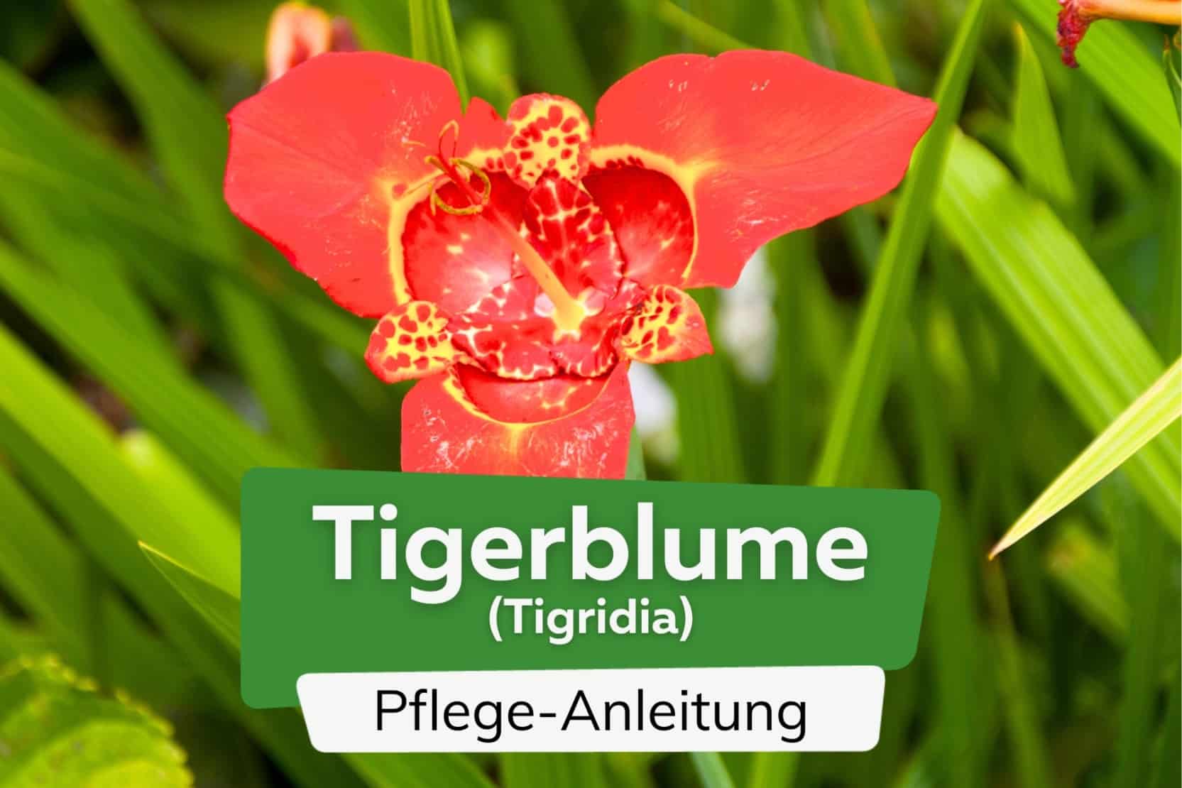 Tigerblumen, Pfauenblume, Tigridia: Pflege von A-Z