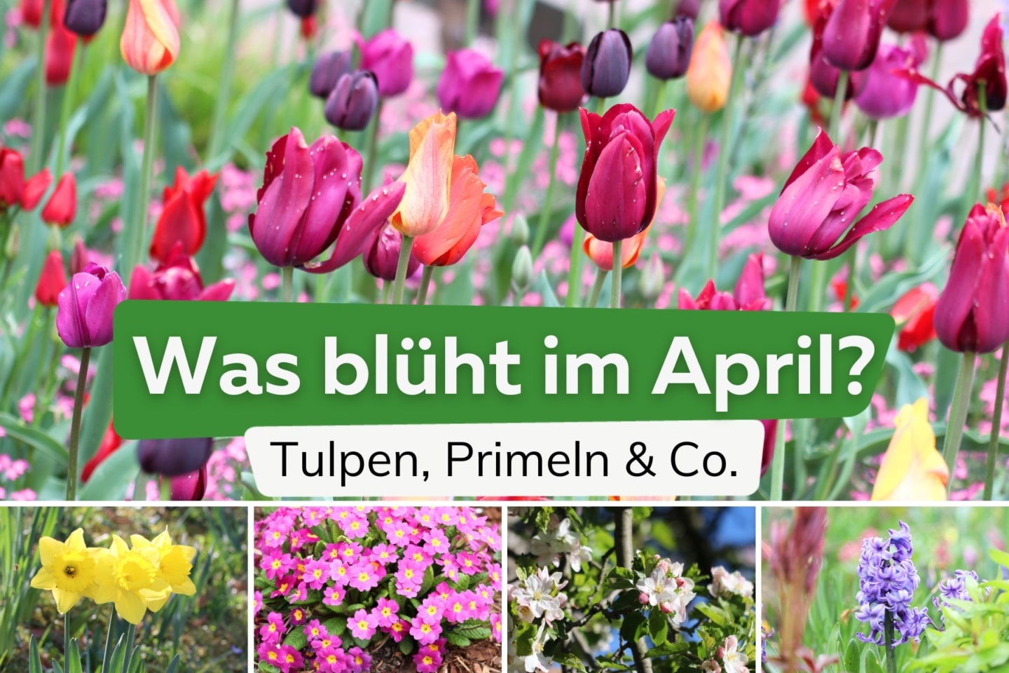 Wunderbar Welches Gemãƒâ¼se Im April Pflanzen Fotos
