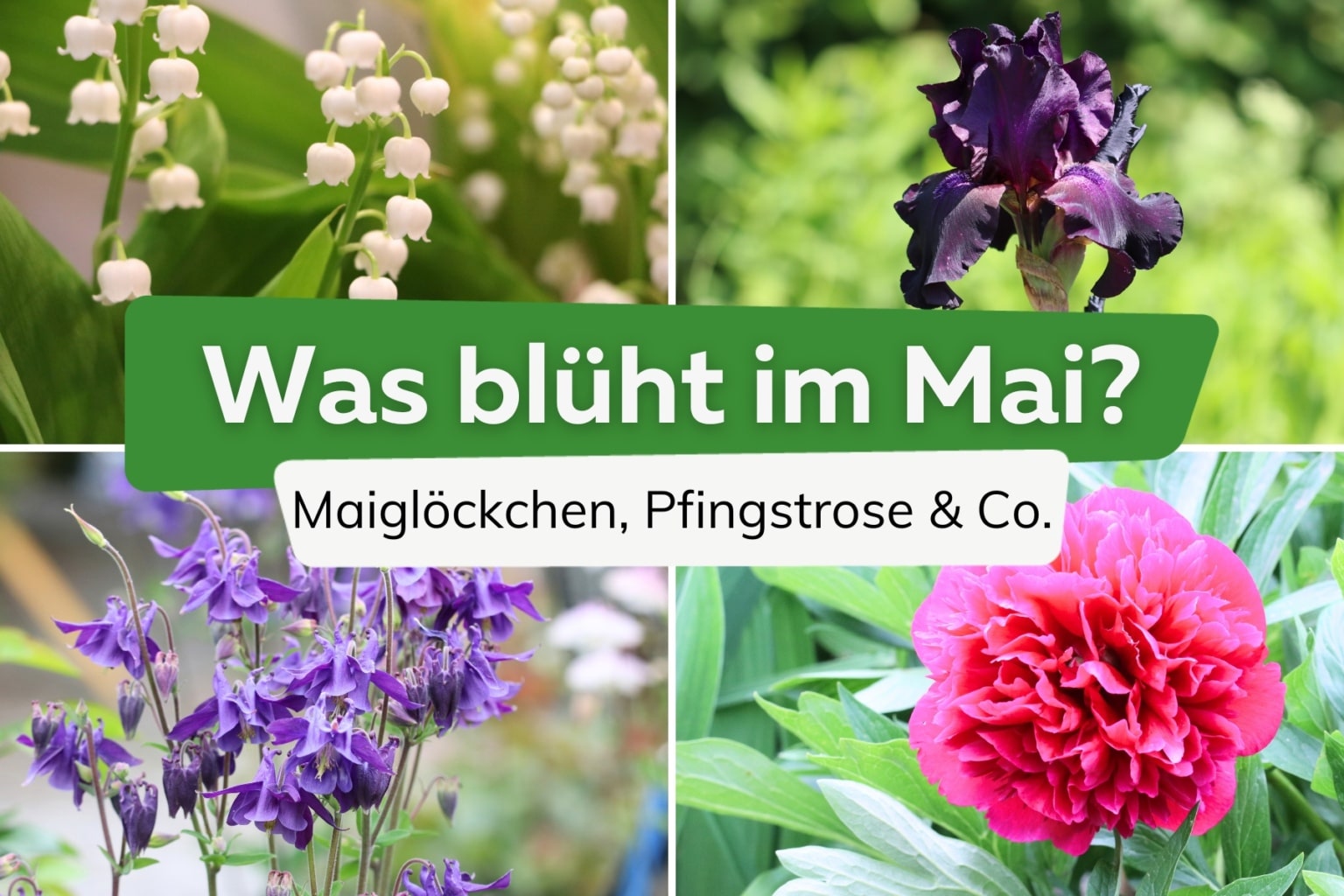 Drachenbaum, Dracaena surculosa: Pflege-Anleitung von A-Z
