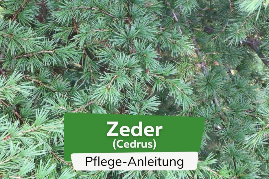 Zeder-Baum, Cedrus: Pflanzen und Pflege von A-Z
