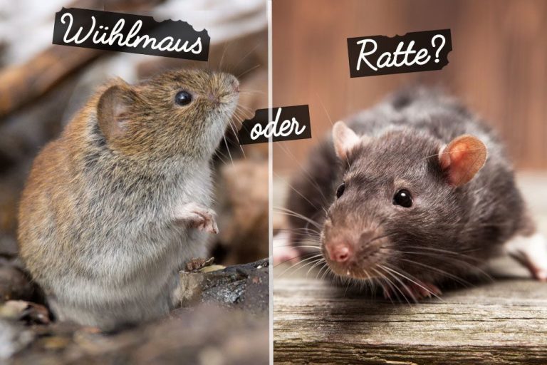 Unterschied Mause Und Ratten