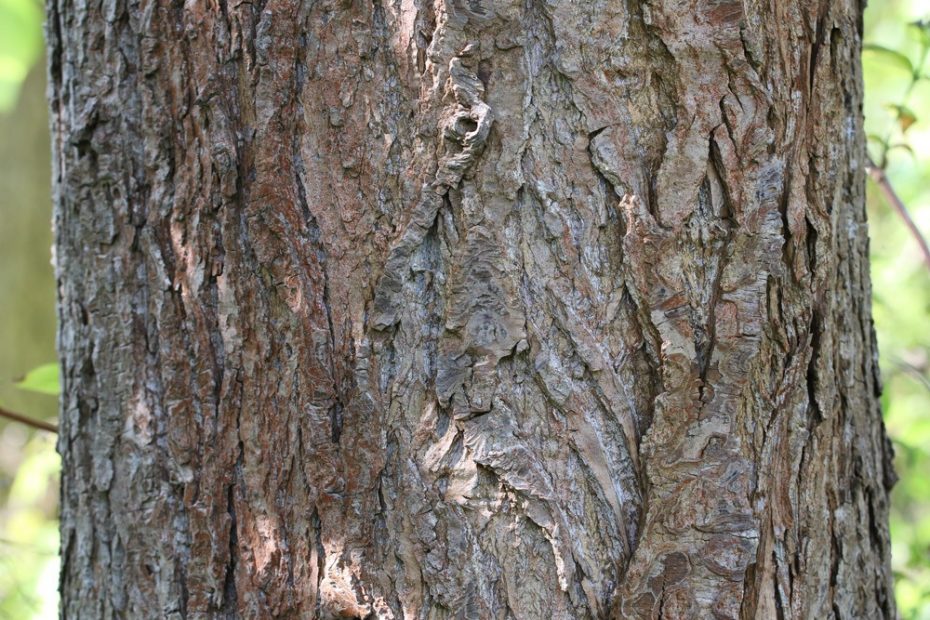 Pappel-Baum, Populus: Wachstum, Pflanzen und Pflege-ABC