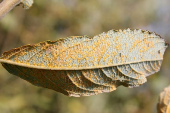 Zwergweide, Salix arbuscula: Bäumchenweide Pflege von A-Z