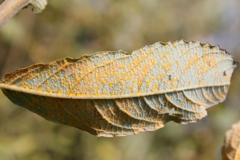 Zwergweide, Salix arbuscula: Bäumchenweide Pflege von A-Z