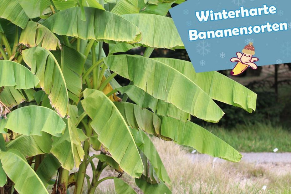 Bananen aus Samen züchten – Anleitung | Wie sehen Bananensamen aus?