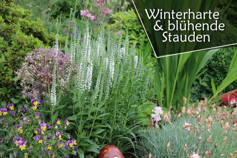 Winterharte Bluhende Stauden