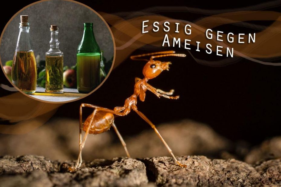 Wunderschone Hilft Essig Gegen Ameisen Bilder