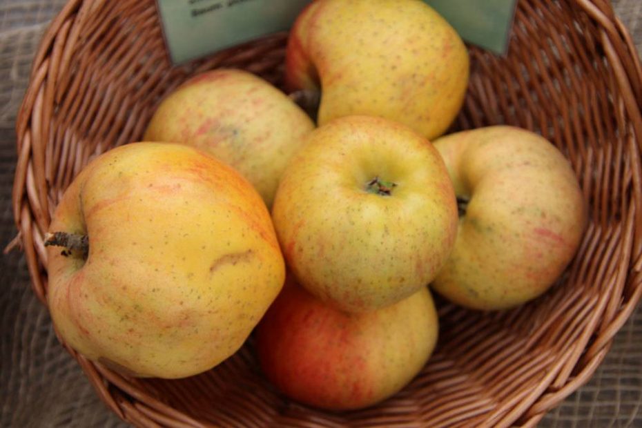 10 saure Apfelsorten | Äpfel mit viel Säure