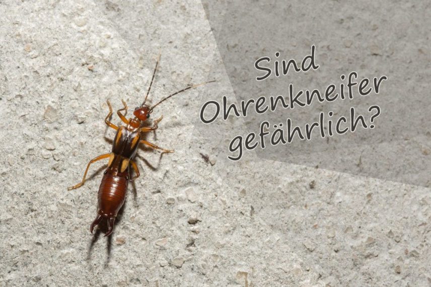 Sind Ohrenkneifer gefährlich oder gar giftig? | Alle Infos