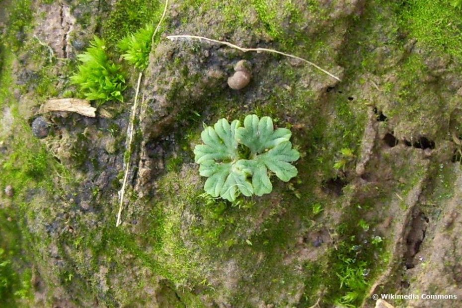 17 heimische Moosarten mit Bild | Hübsche Sorten