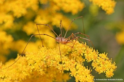Weberknecht im Haus: ist die langbeinige Spinne giftig?
