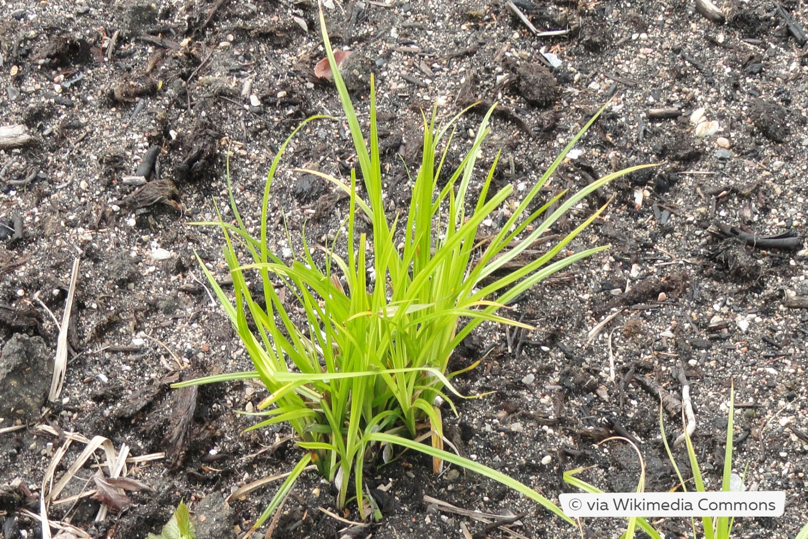 Morgenstern-Segge, Carex grayi: Pflege-Anleitung von A-Z
