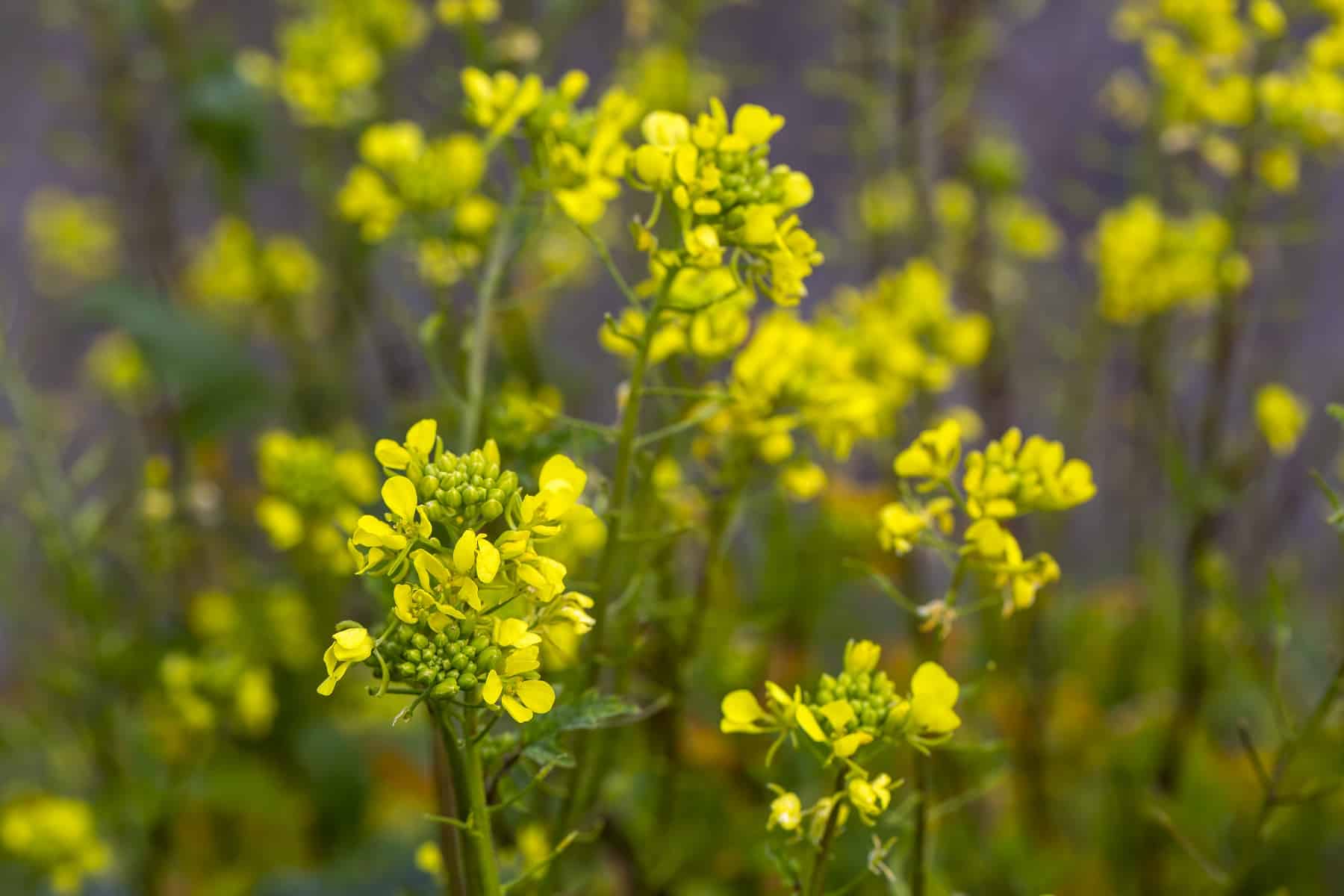 100 Zeigerpflanzen: Das verraten sie über den Boden