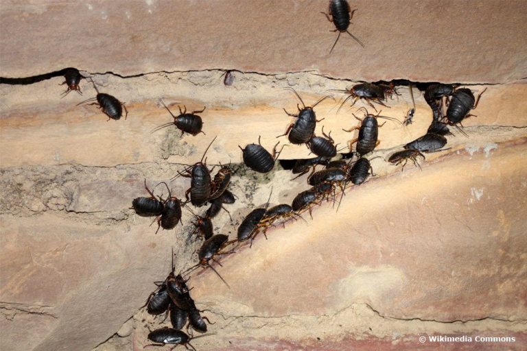 Küchenschabe: Aussehen Kakerlaken-Eier und Larven