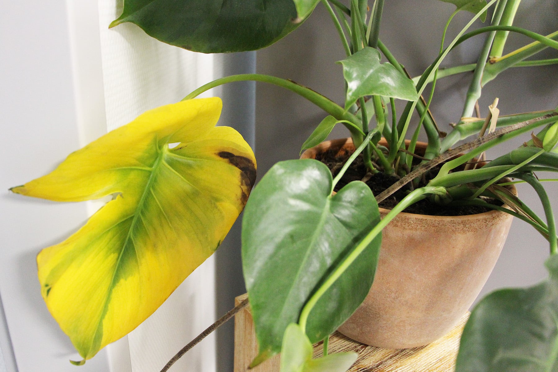 Gelbes Blatt Monstera