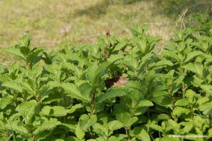 Minzarten von A-Z mit Bildern | 17 Minze-Sorten