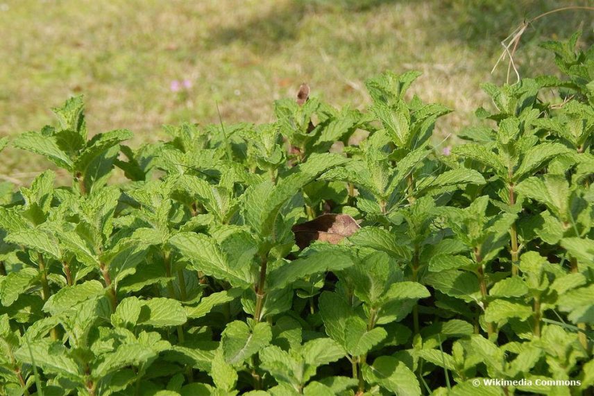 Minzarten von A-Z mit Bildern | 17 Minze-Sorten