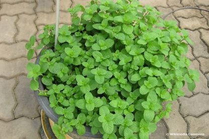 Minzarten von A-Z mit Bildern | 17 Minze-Sorten