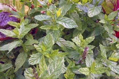 Minzarten von A-Z mit Bildern | 17 Minze-Sorten