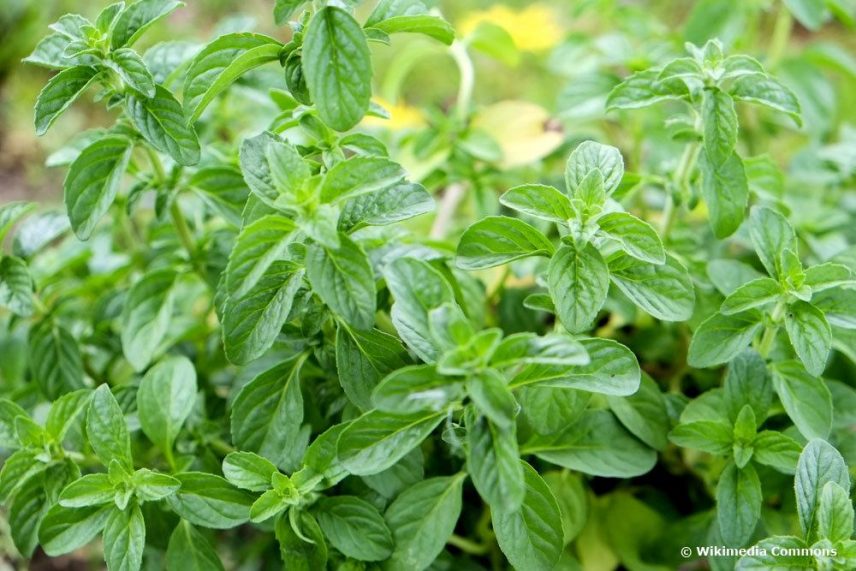 Minzarten von A-Z mit Bildern | 17 Minze-Sorten