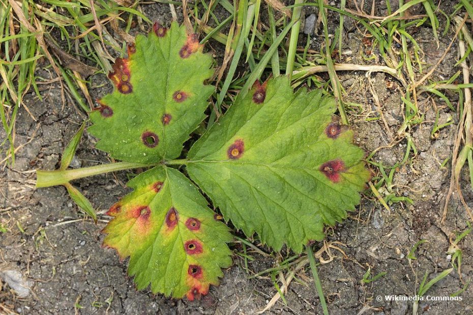 Krankheit Bei Brombeeren