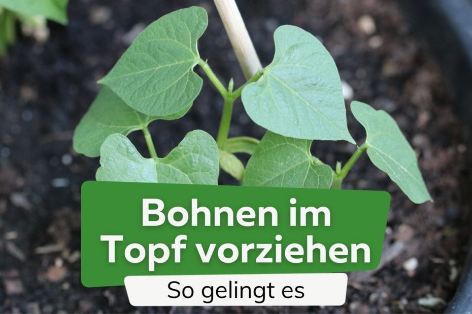 Meterbohnen anbauen: Anzucht, Rankhilfen & Co