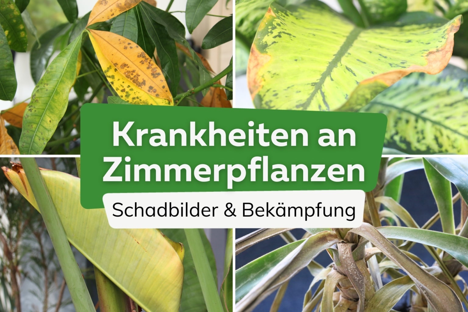 Zimmerpflanzen Krankheiten Bilder