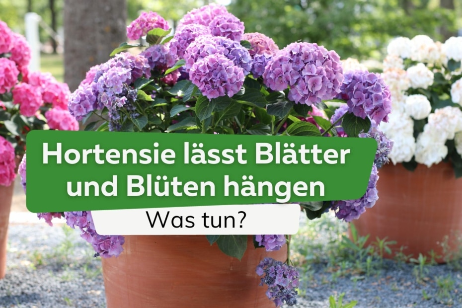 Hortensien Blüten Hängen